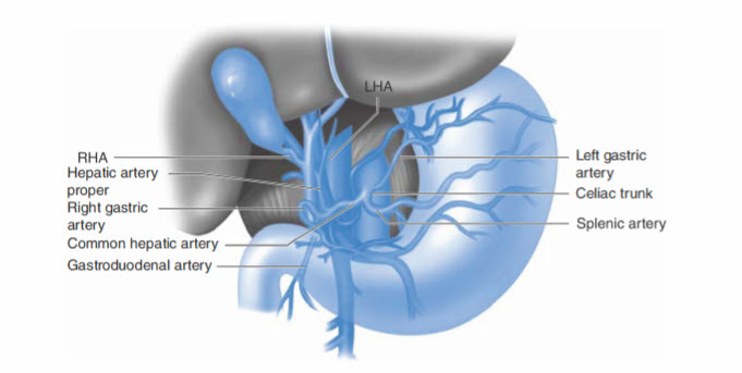 Hepatic Artery